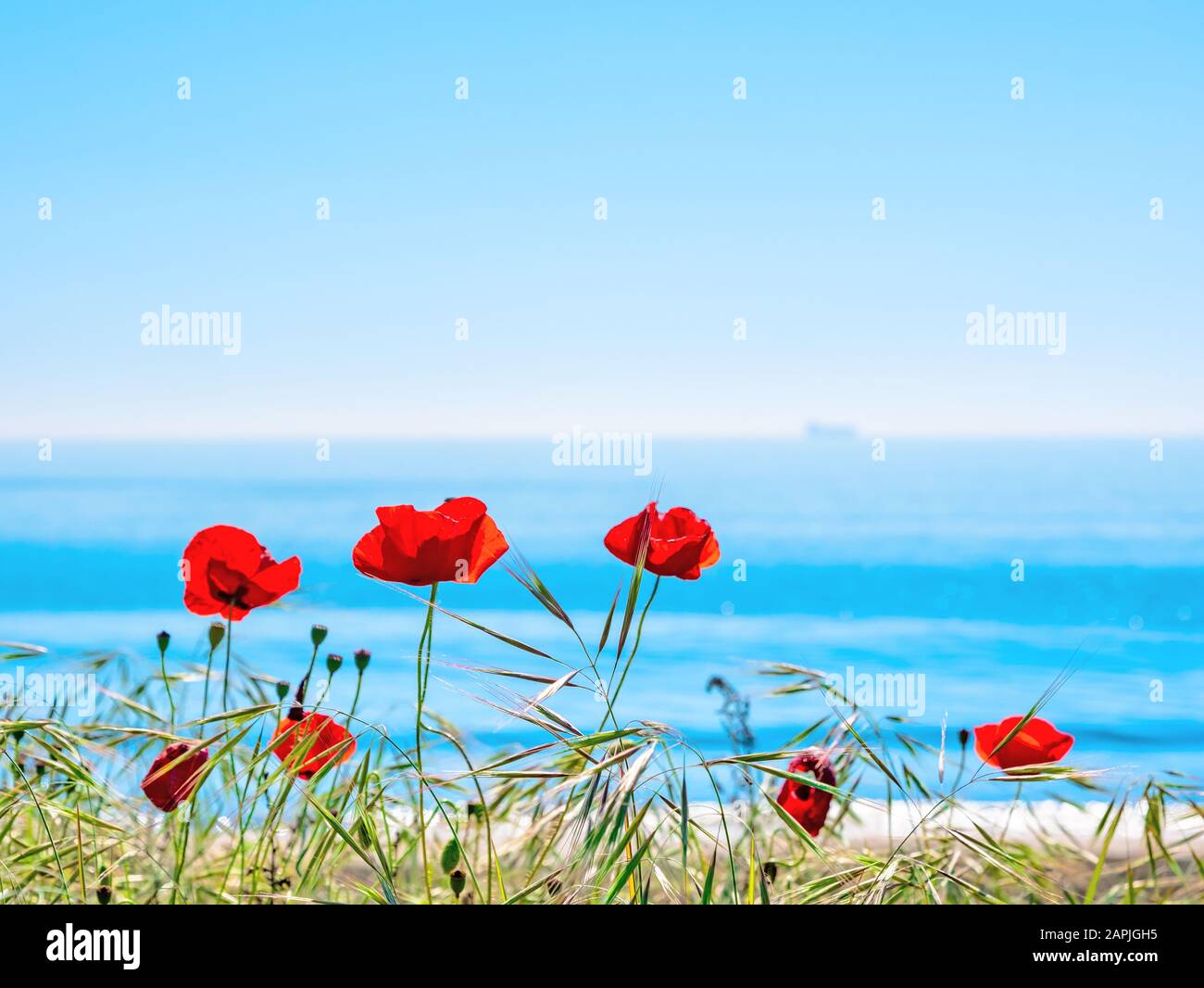 Red poppies on the sea background Stock Photo - Alamy