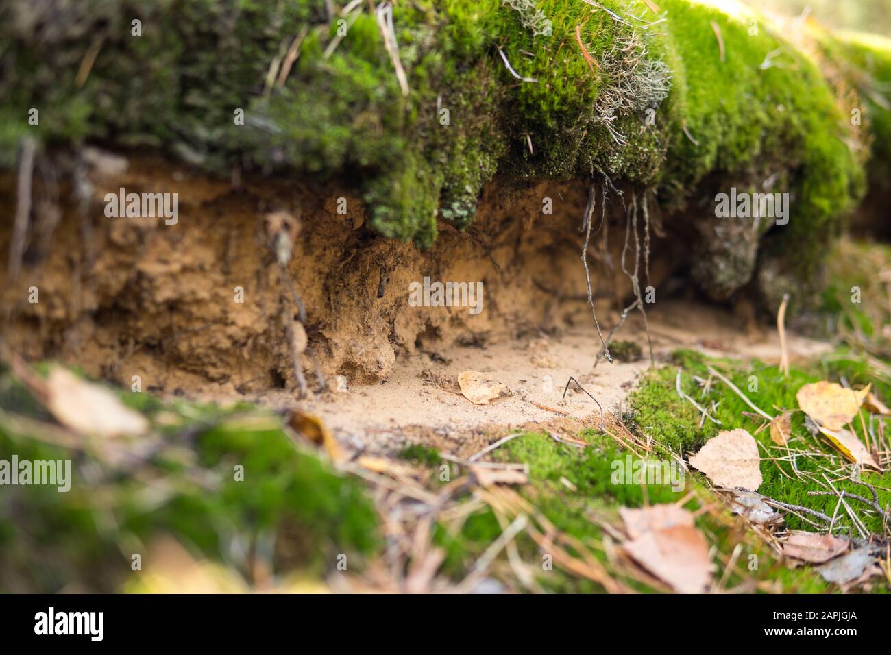 Podzol hi-res stock photography and images - Alamy