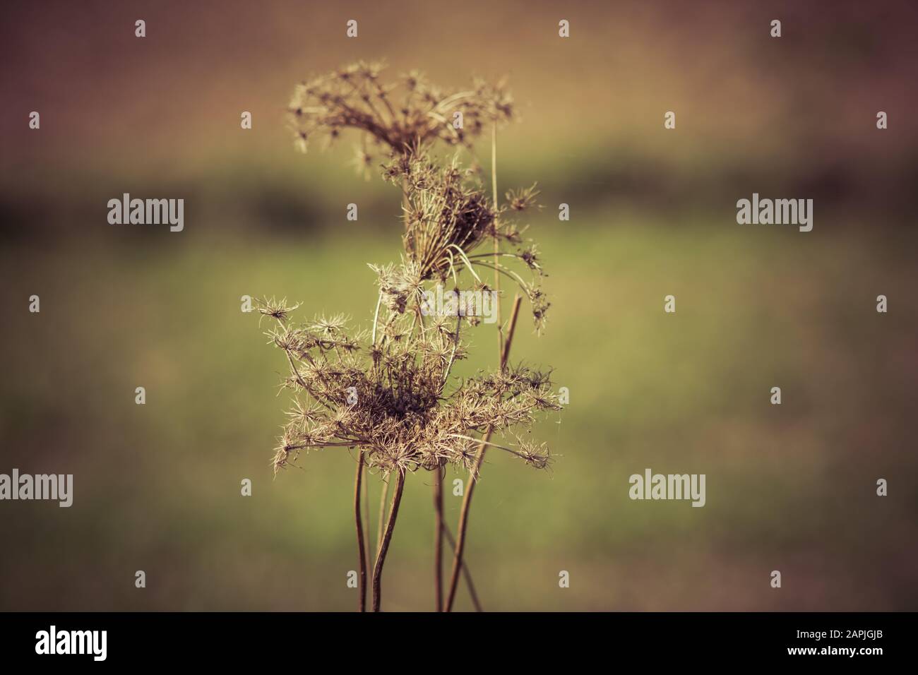 withered weeds in the field during autumn season Stock Photo - Alamy
