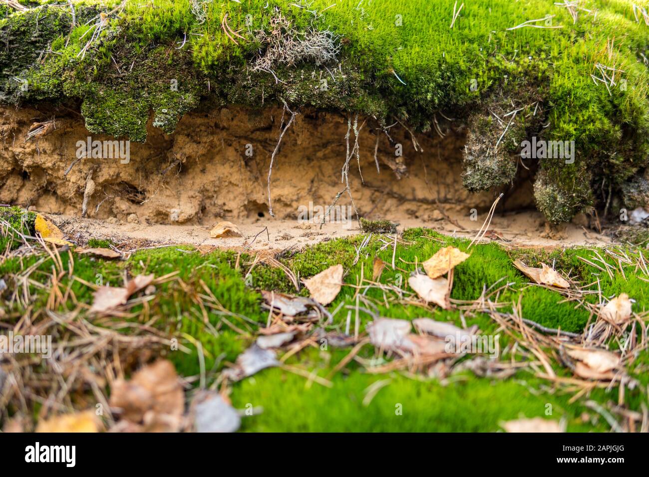 Podzol hi-res stock photography and images - Alamy