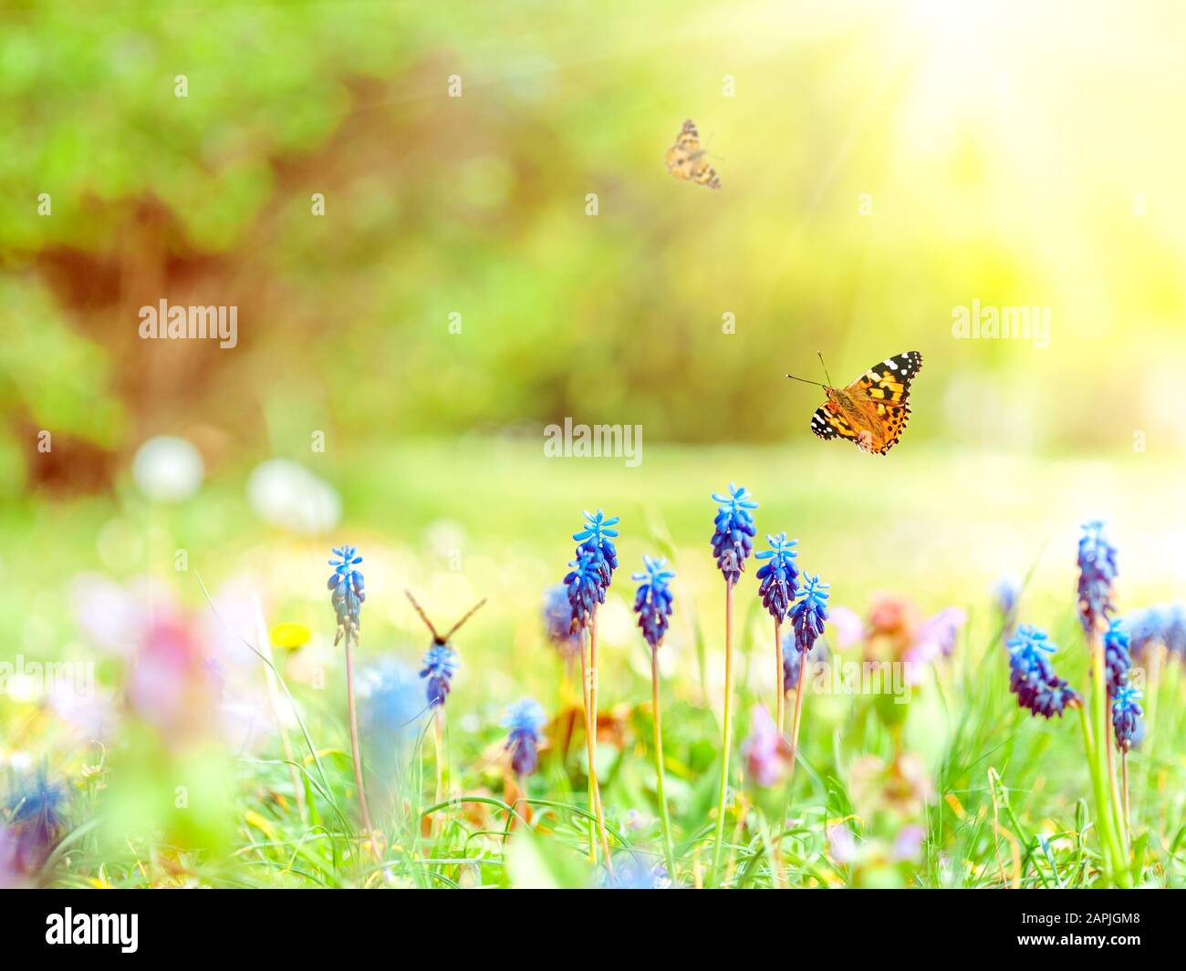 Spring garden background hi-res stock photography and images - Alamy