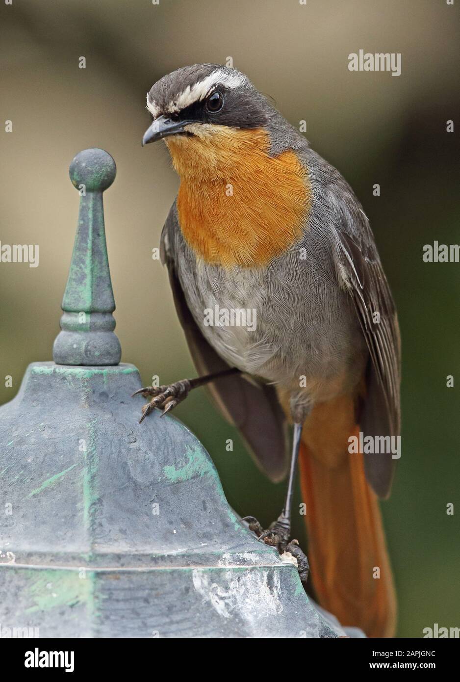 Robin chat cape hi-res stock photography and images - Alamy