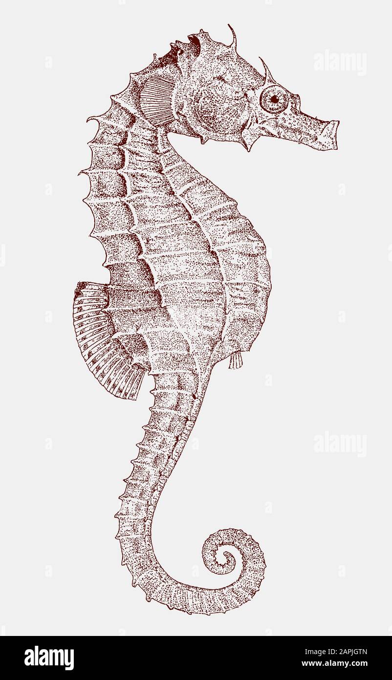 Short-snouted seahorse hippocampus in side view Stock Vector Image ...