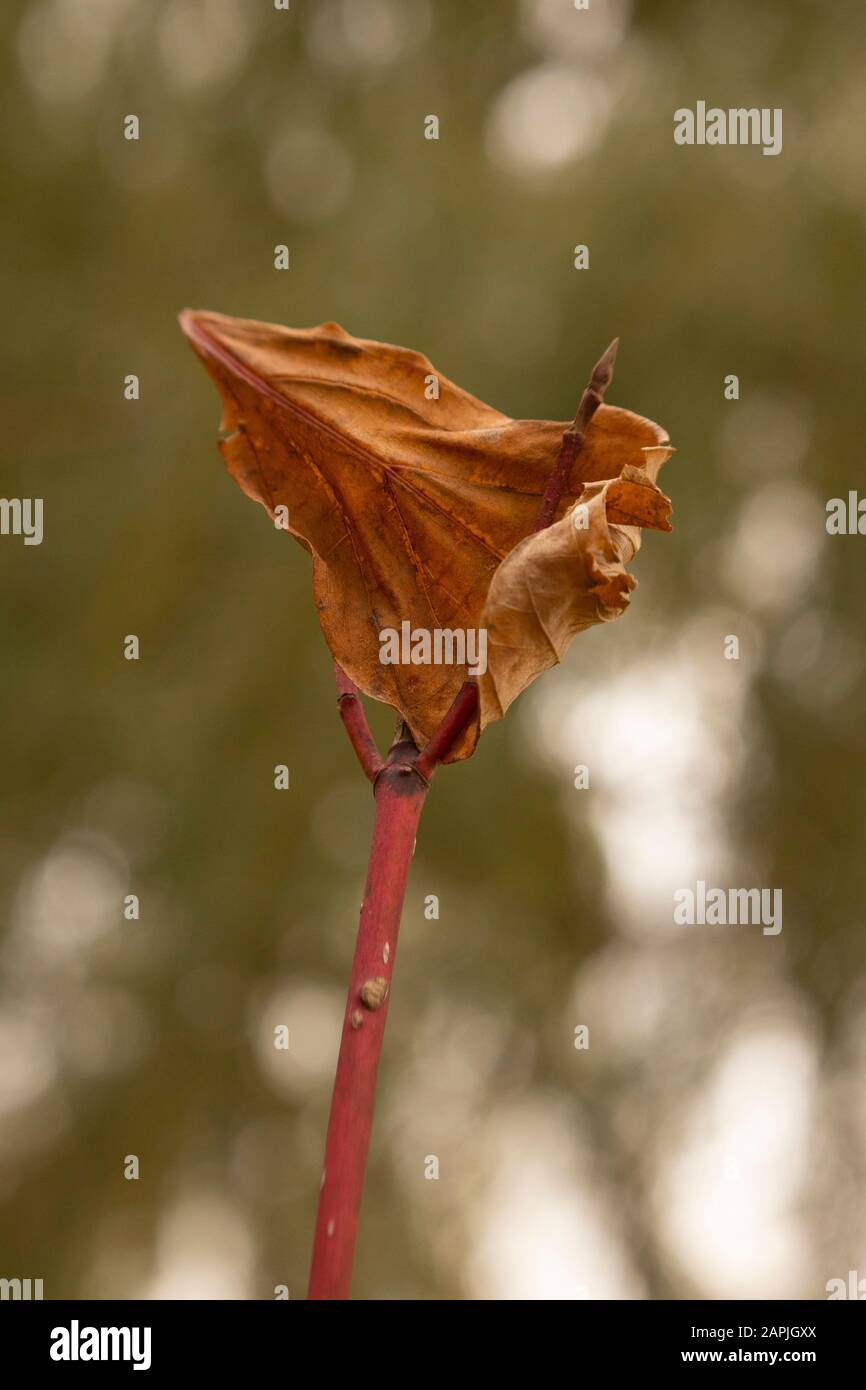 Curled leaf hi-res stock photography and images - Alamy