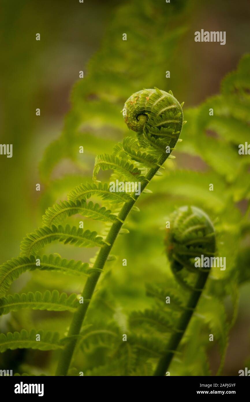 Curled plants hi-res stock photography and images - Alamy