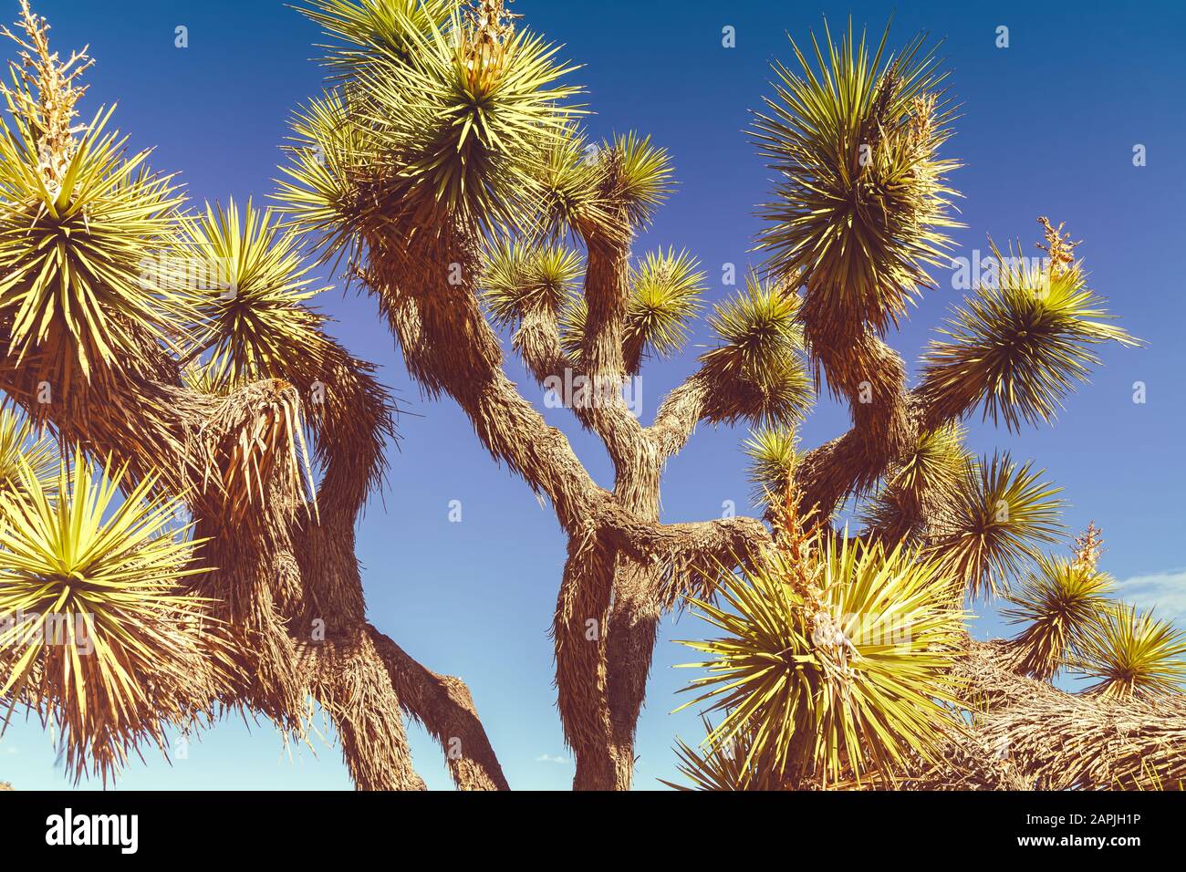 Close up at a Joshua tree, Yucca brevifolia, Joshua Tree National Park ...