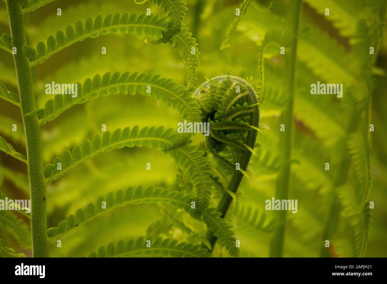 Curled plants hi-res stock photography and images - Alamy