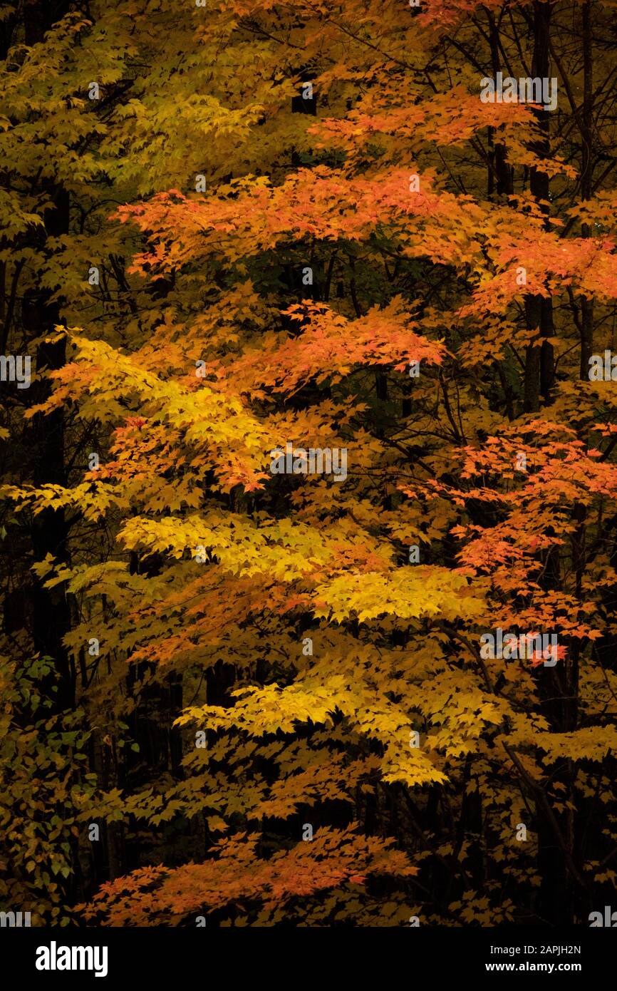 vibrant fall tree Stock Photo - Alamy