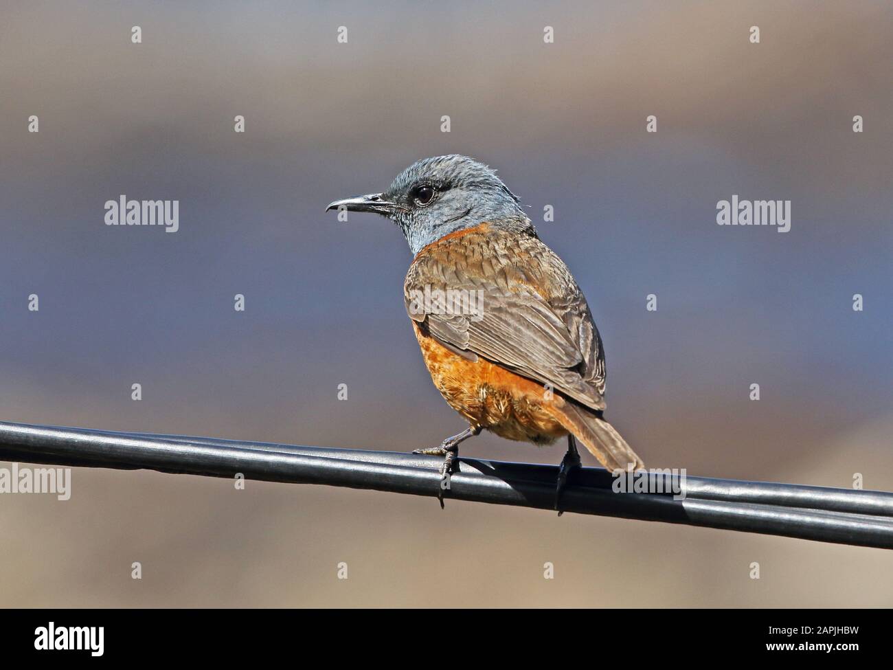 Cape Rock-thrush (Monticola rupestris) adult male perched on power-line south coast, South ...