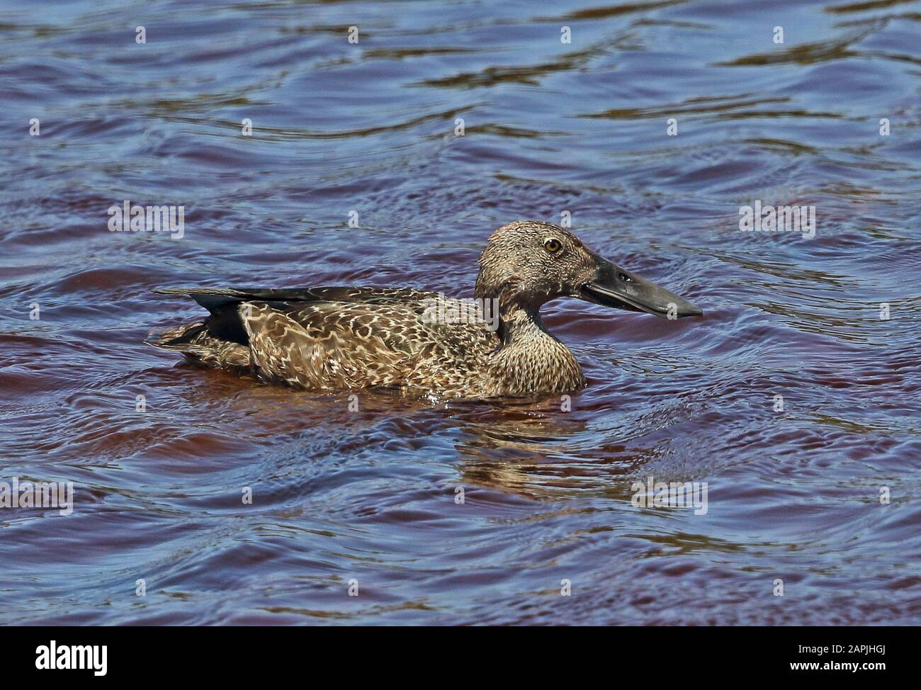Cape Shoverler (Spatula smithii) adult female swimming on pond Western ...