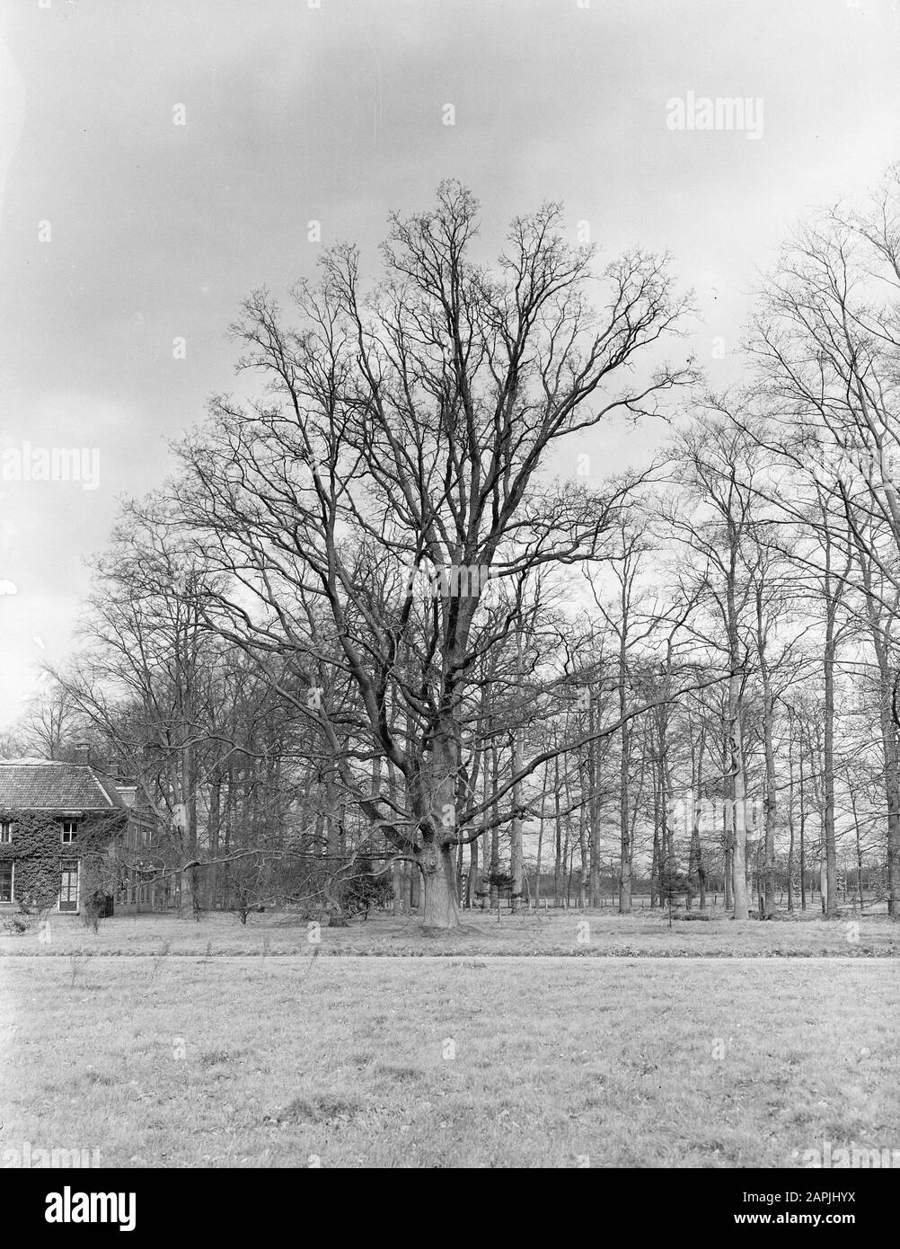 Oak trees growth hi-res stock photography and images - Alamy