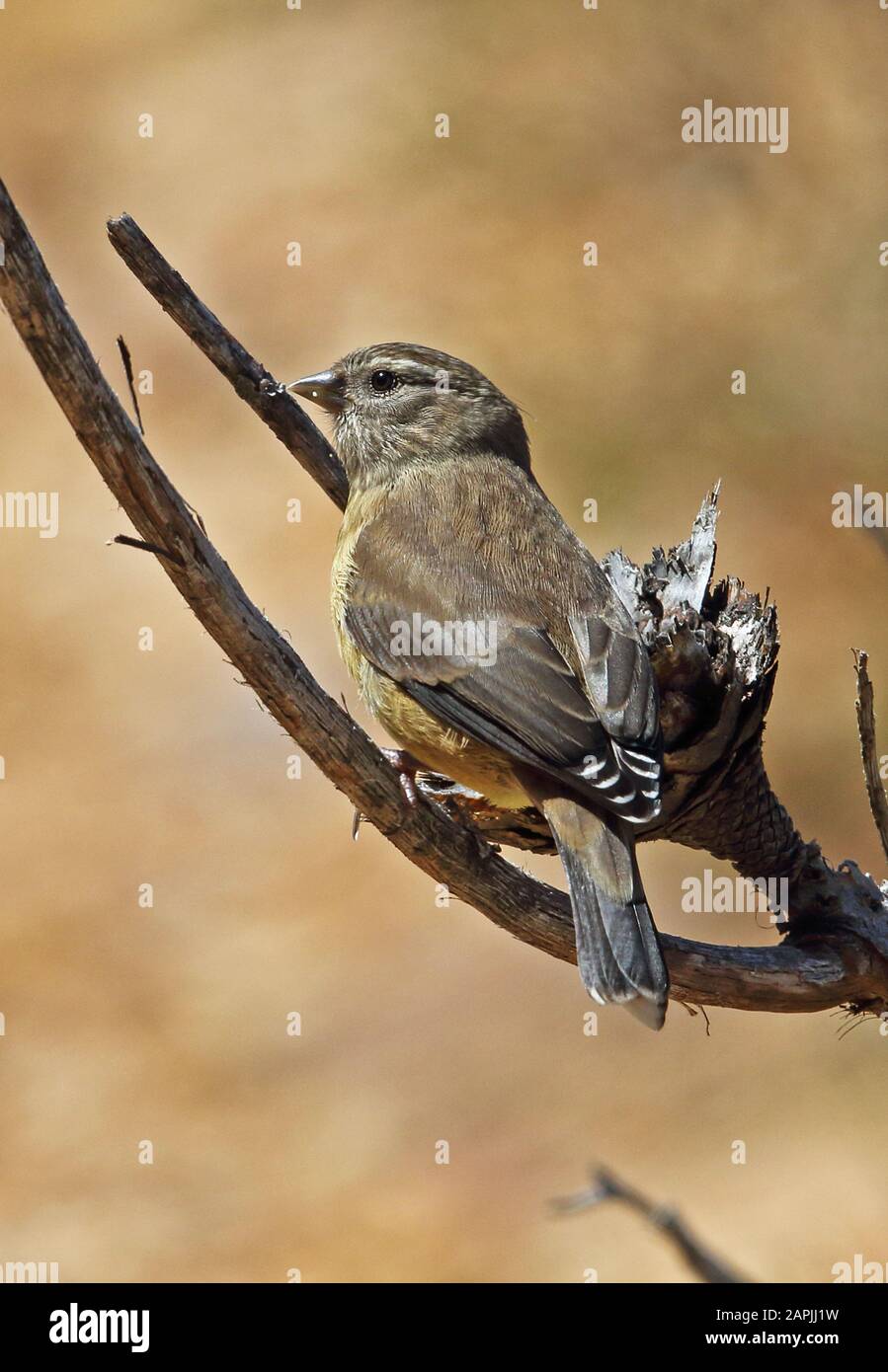 Crithagra totta hi-res stock photography and images - Alamy