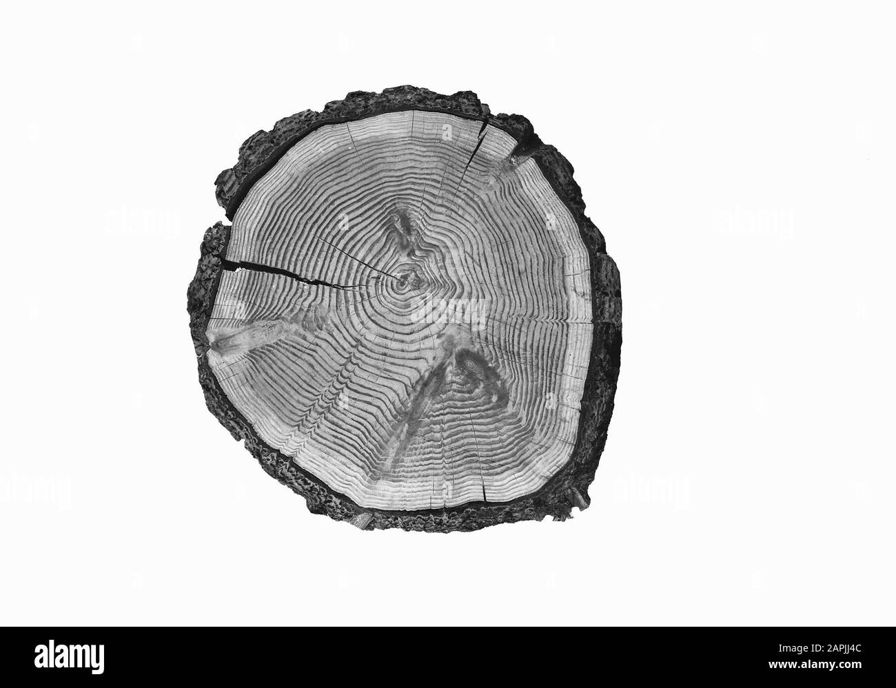 trees, cross sections, douglasden Date: undated Keywords: trees, cross ...