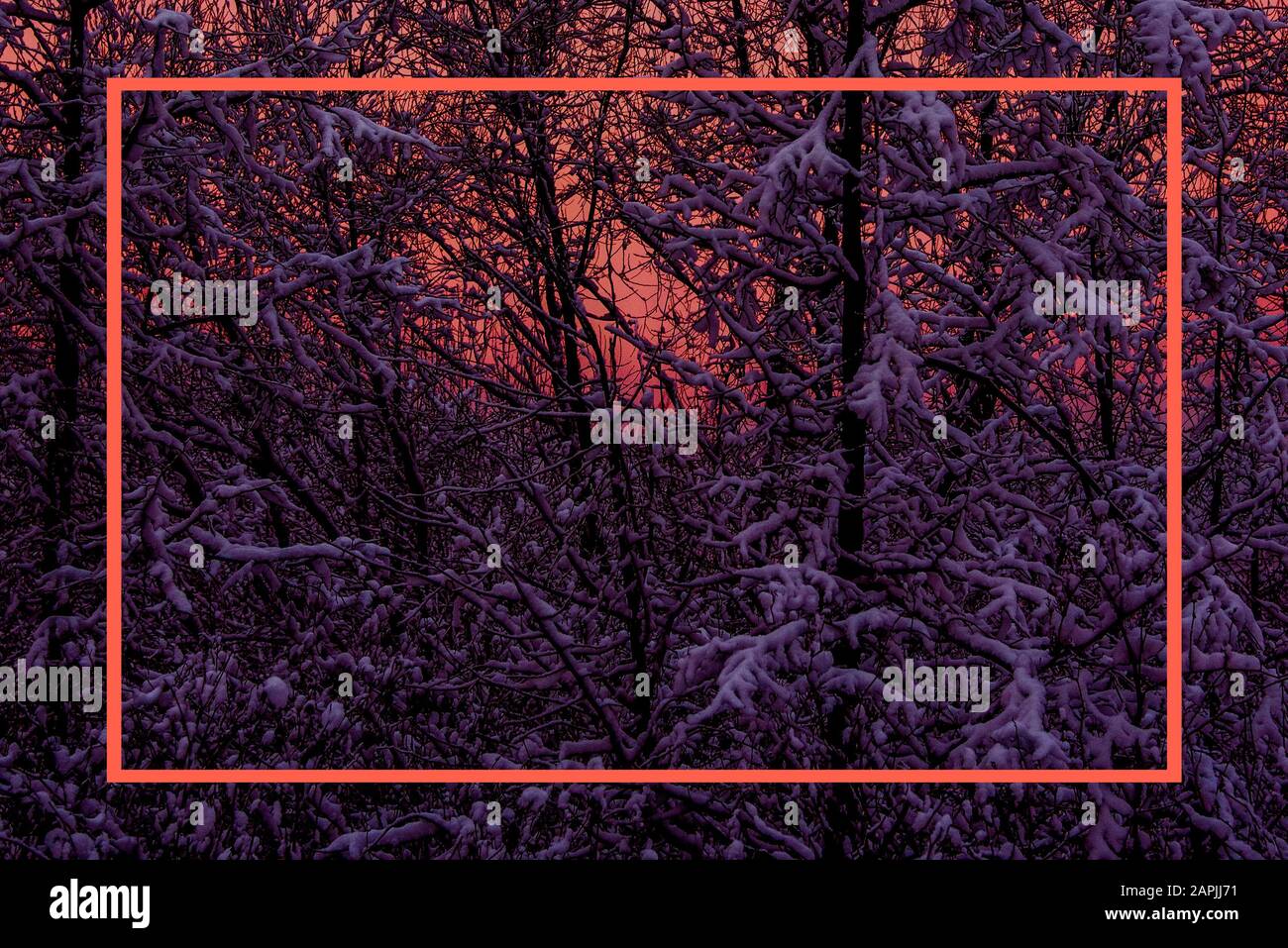 Dark purple trees on a red background decorated in a frame Stock Photo ...