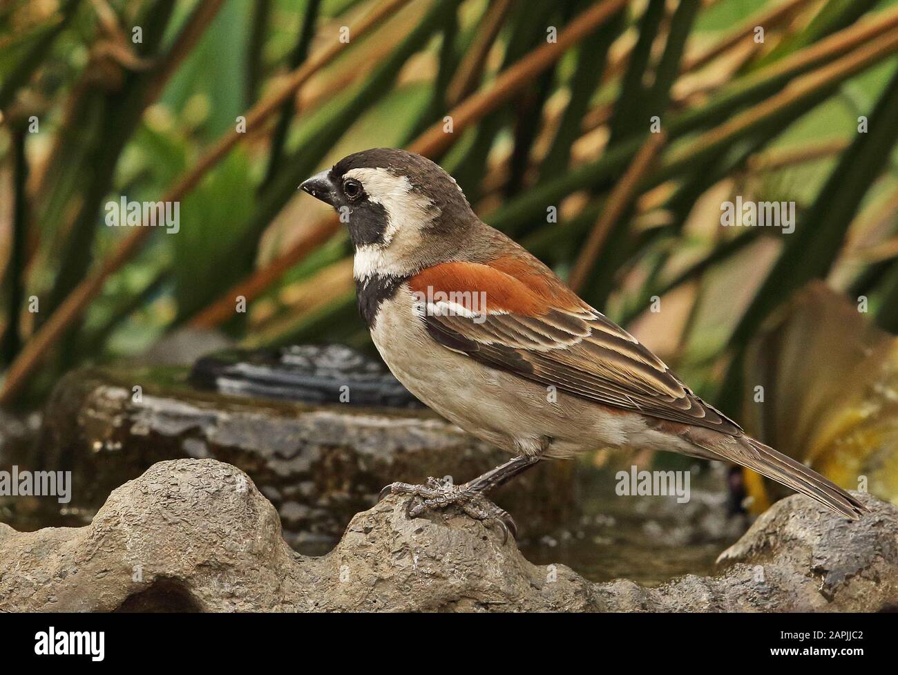 Cape sparrow hi-res stock photography and images - Alamy