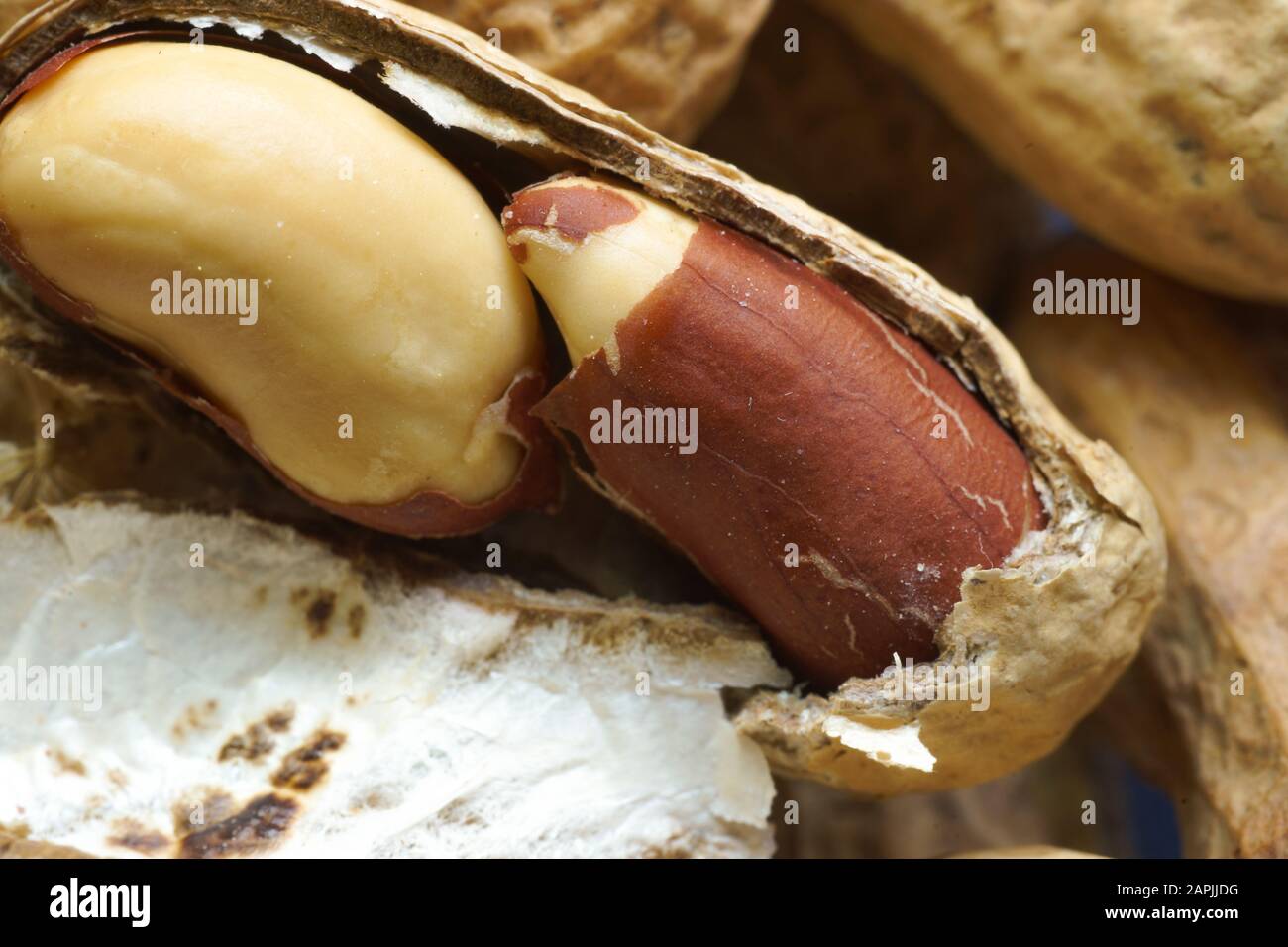 Macro photography of peanuts in shell and open shell against deep blue ...