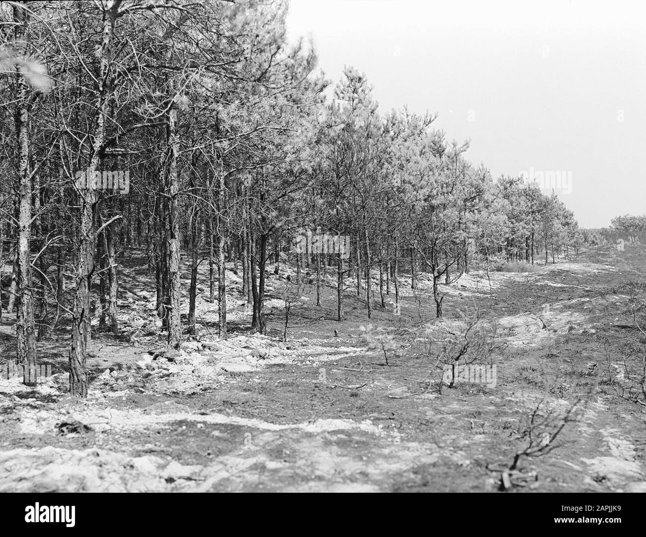 forest fires, extinguishing strips, pine forest Date: undated Location ...