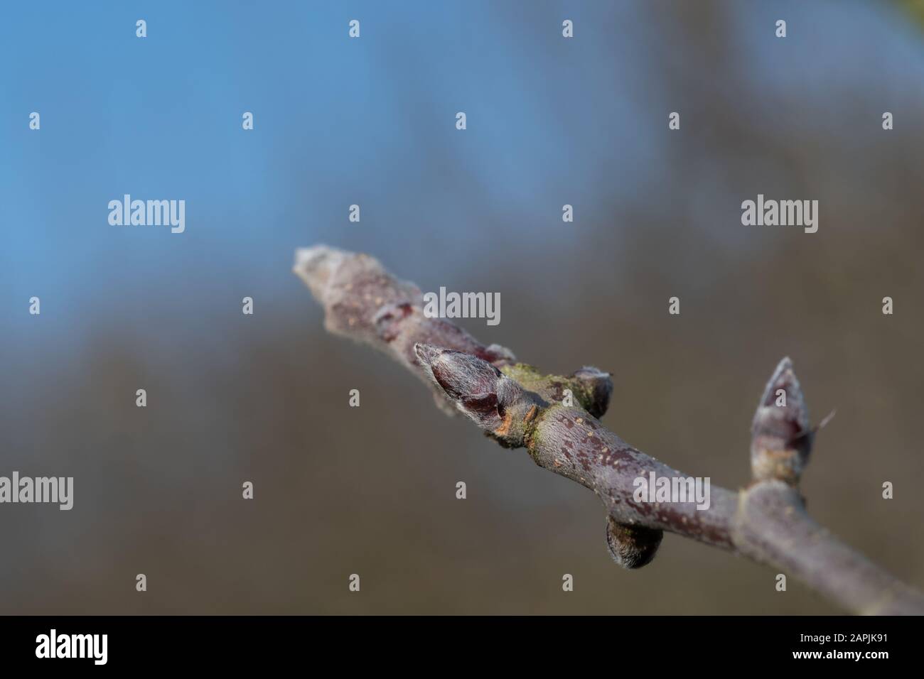Fruit and bud hi-res stock photography and images - Alamy