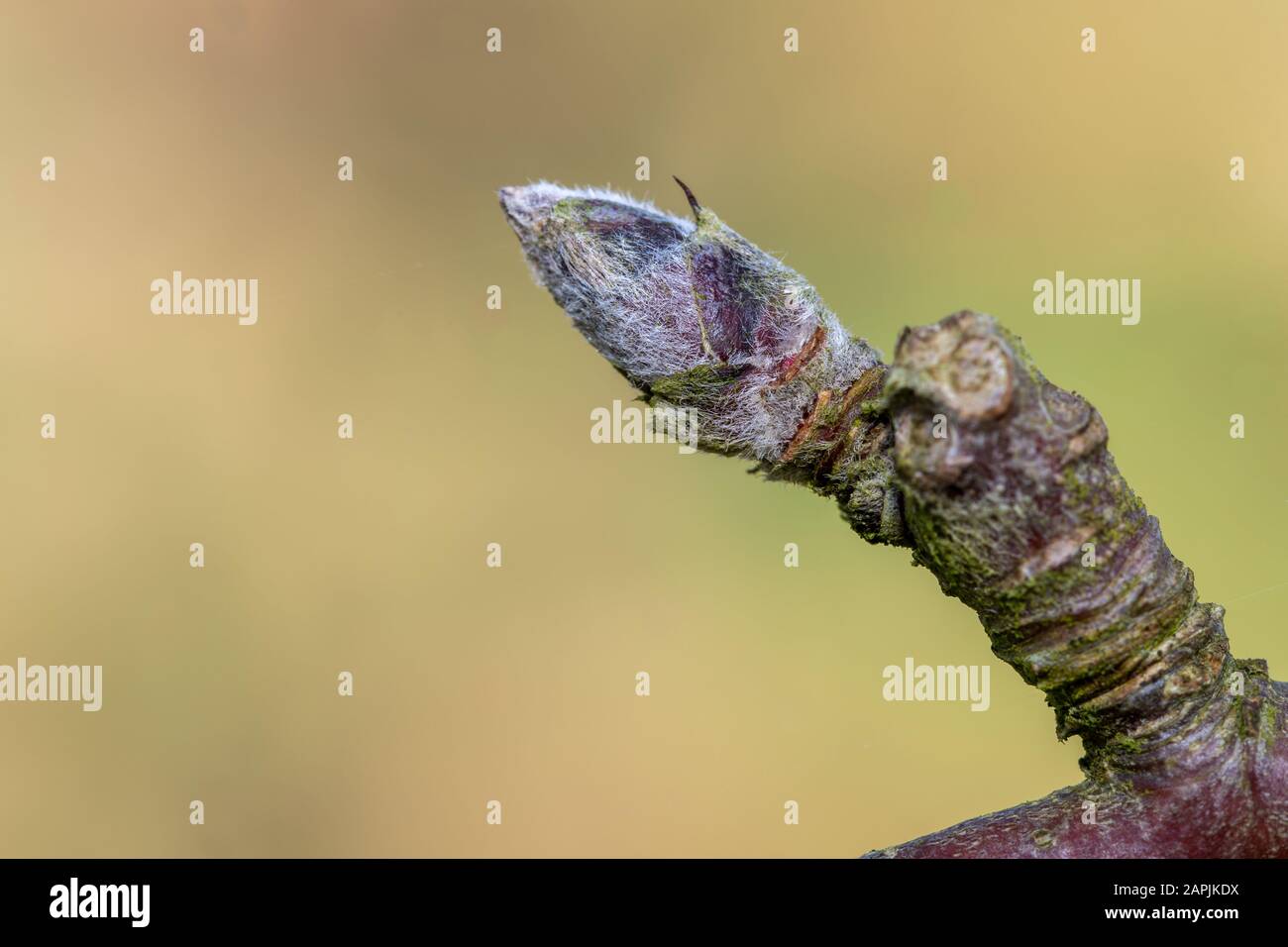 Fruit and bud hi-res stock photography and images - Alamy