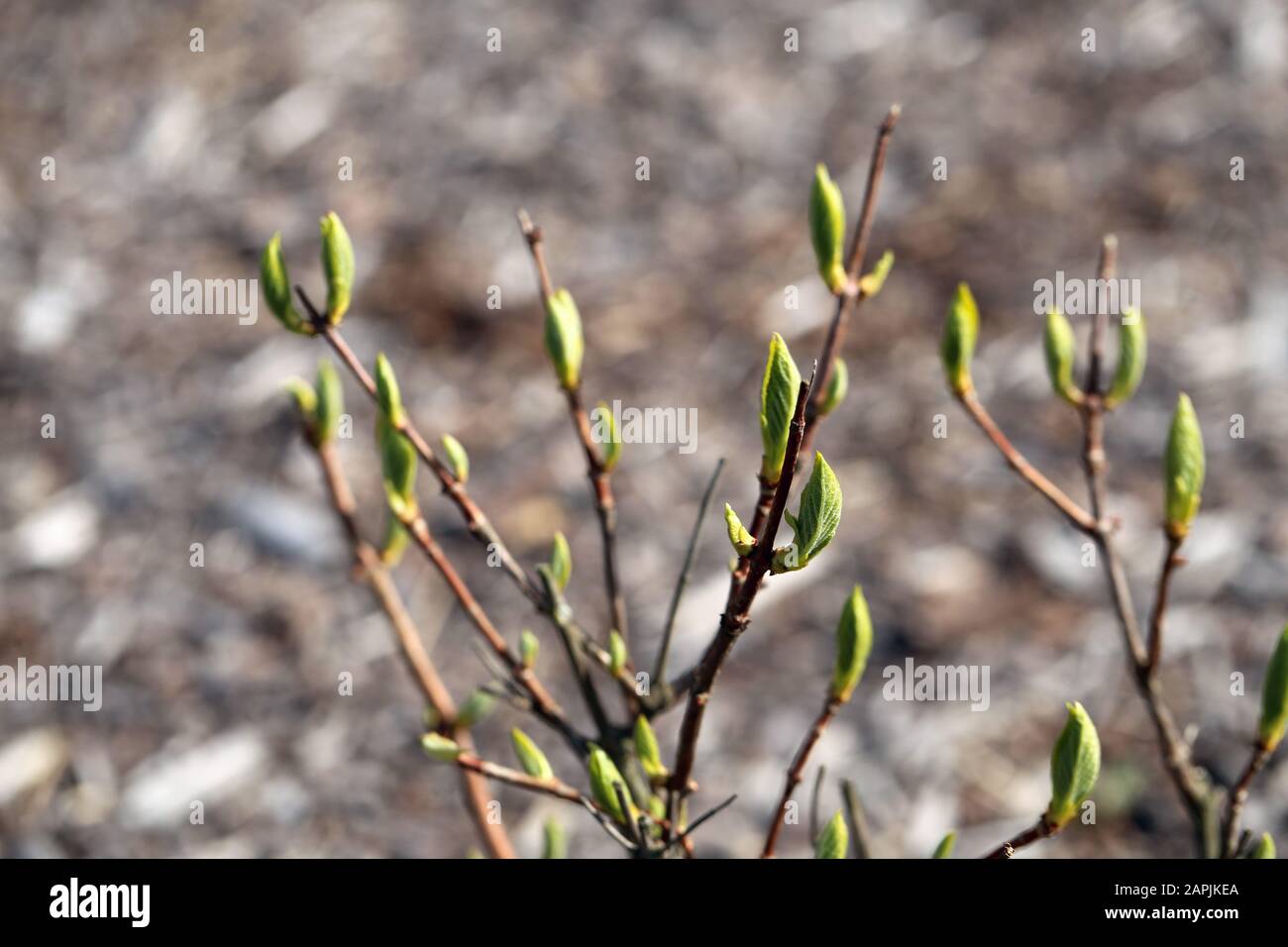 Small willow trees photographed during sunny spring day just before the ...