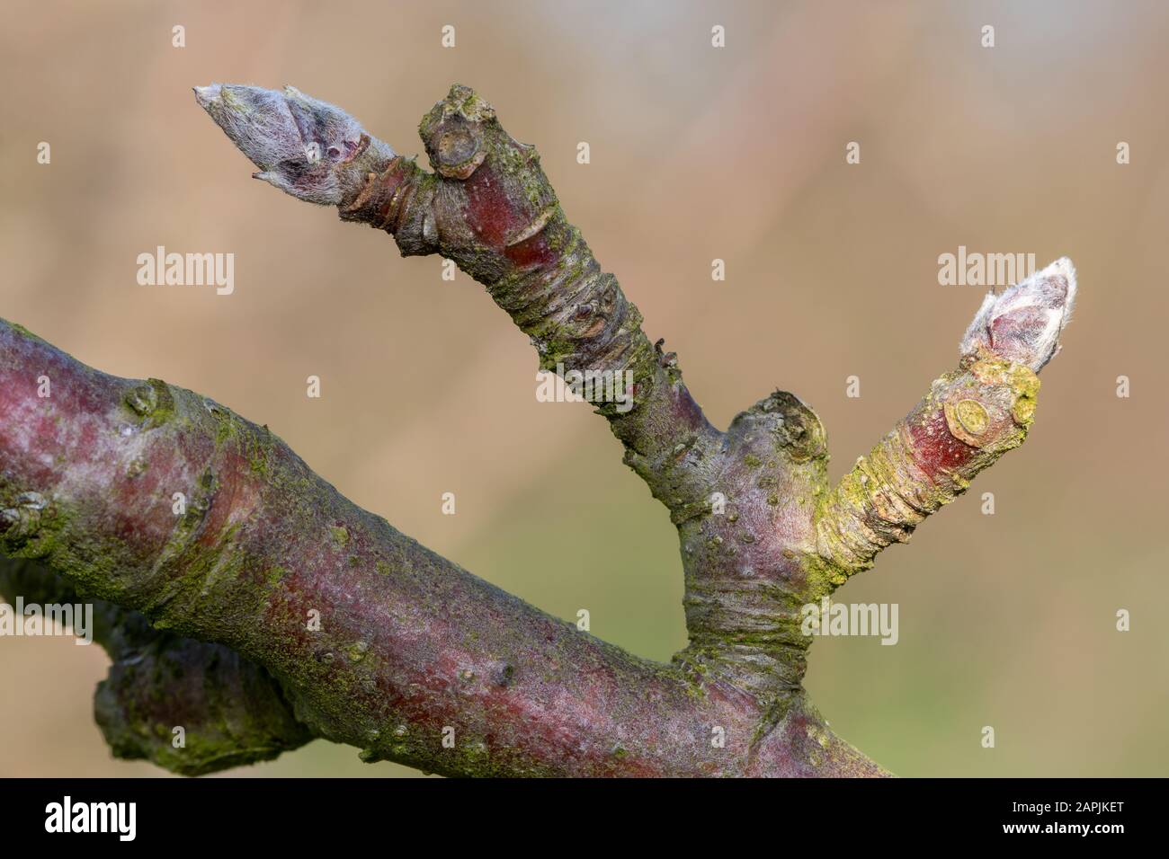 Fruit and bud hi-res stock photography and images - Alamy