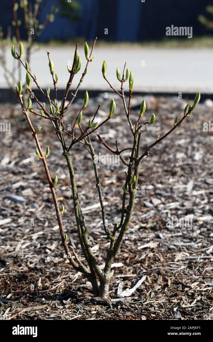 Small willow trees photographed during sunny spring day just before the ...