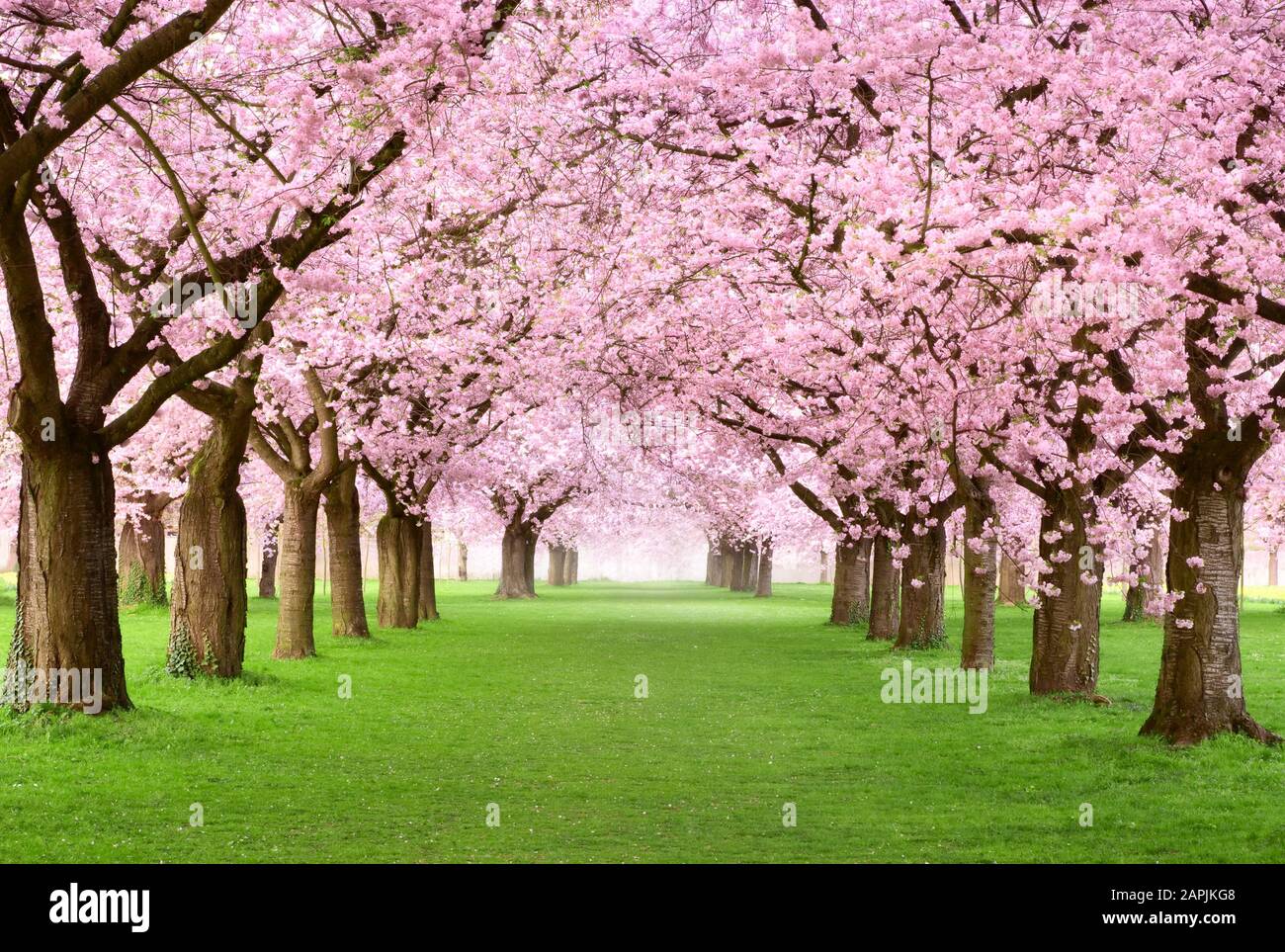 Ornamental garden with majestically blossoming large cherry trees on a ...