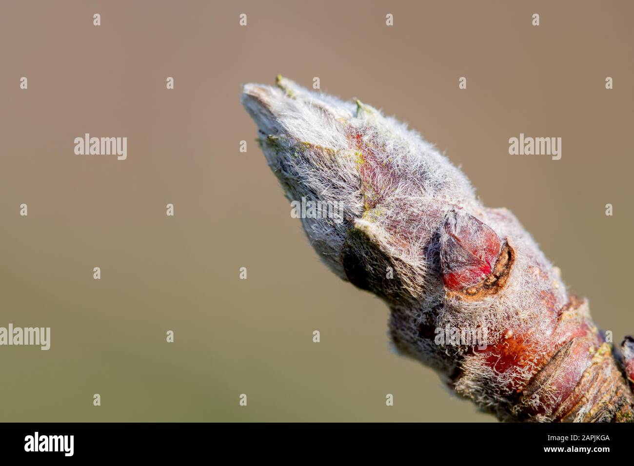 Fruit and bud hi-res stock photography and images - Alamy