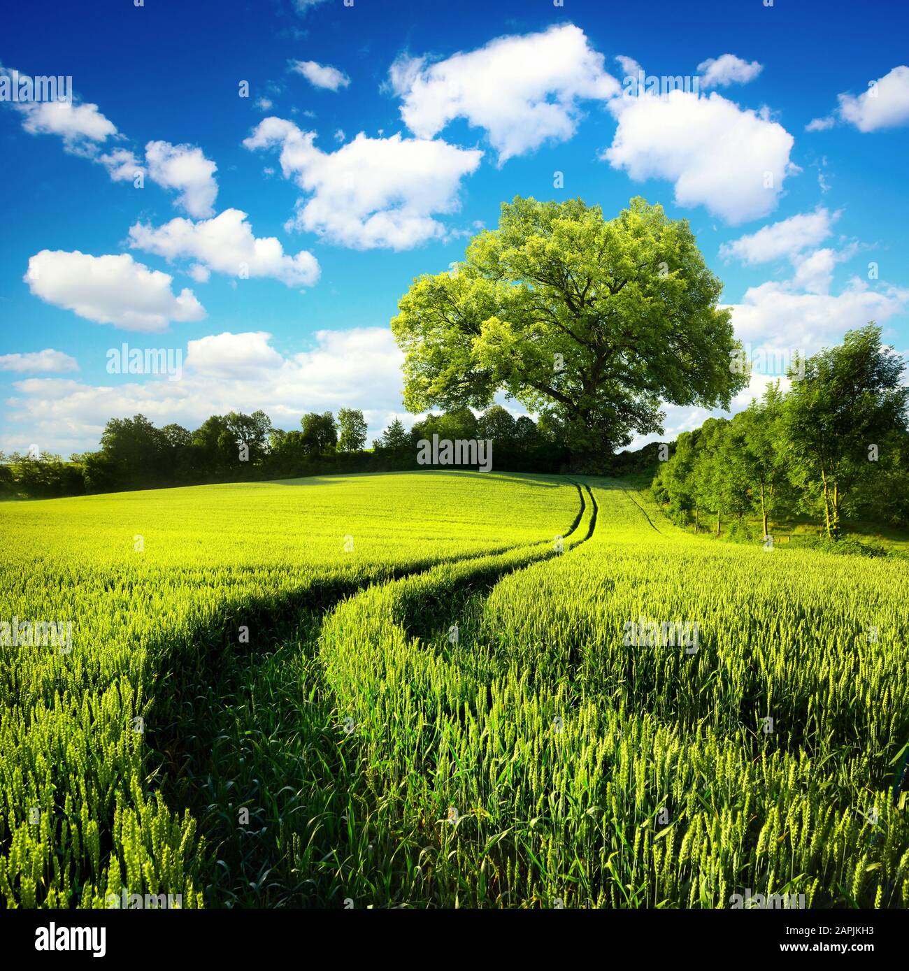 Scenic rural landscape with a green wheat field and tracks leading to a ...