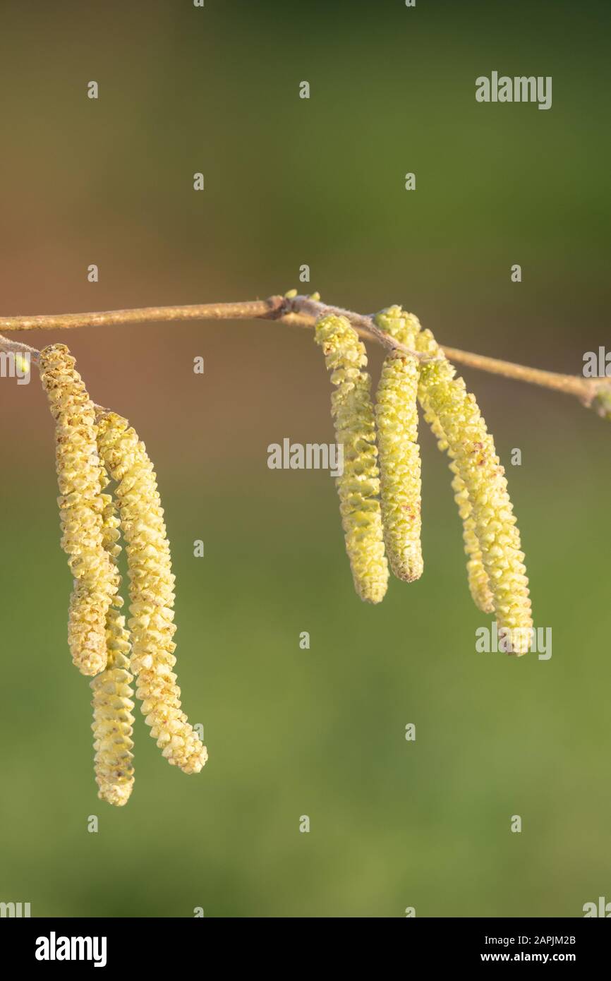 Mature male catkins on a Hazel tree (corylus avellana Stock Photo - Alamy