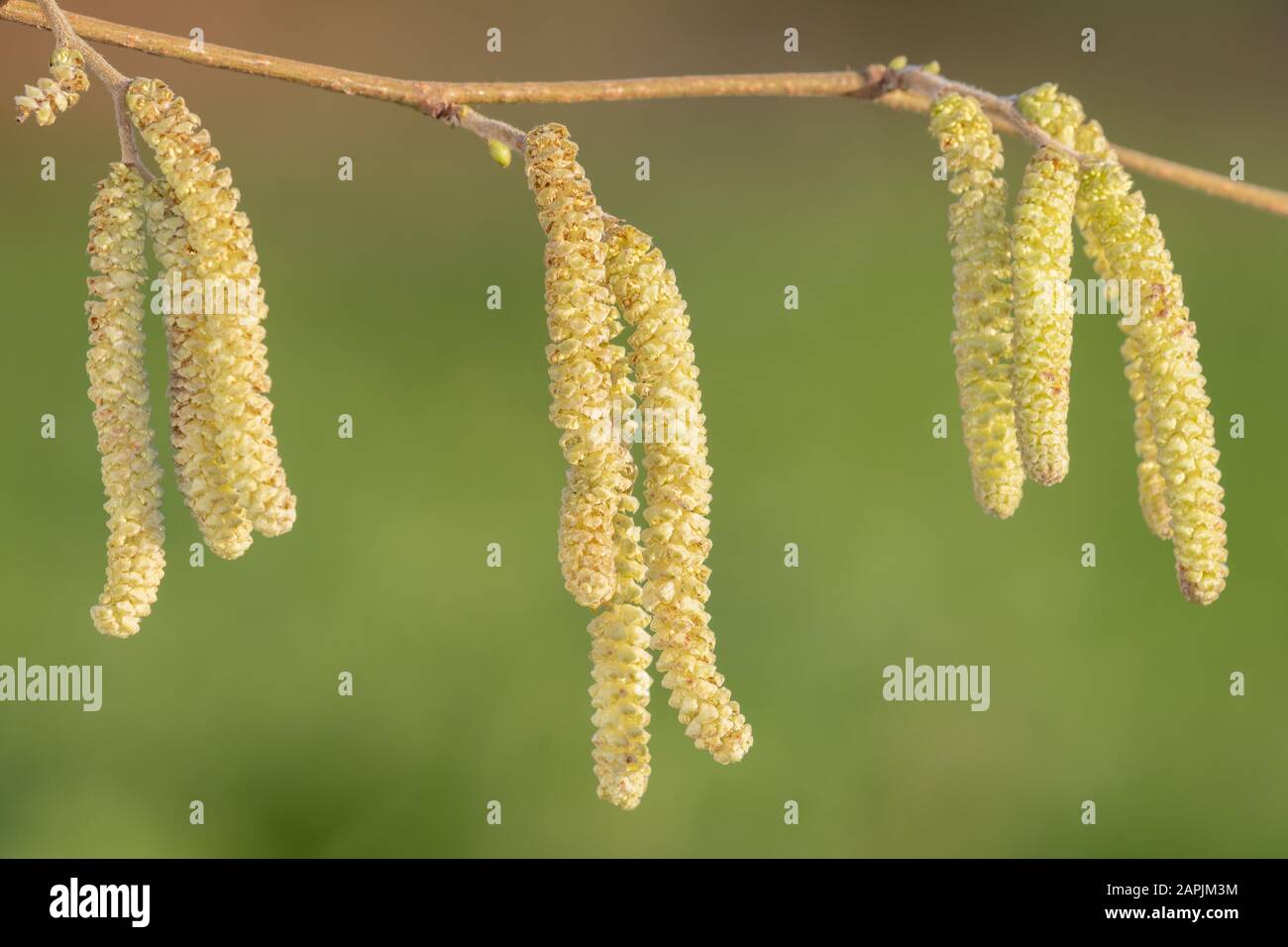 Mature male catkins on a Hazel tree (corylus avellana Stock Photo - Alamy