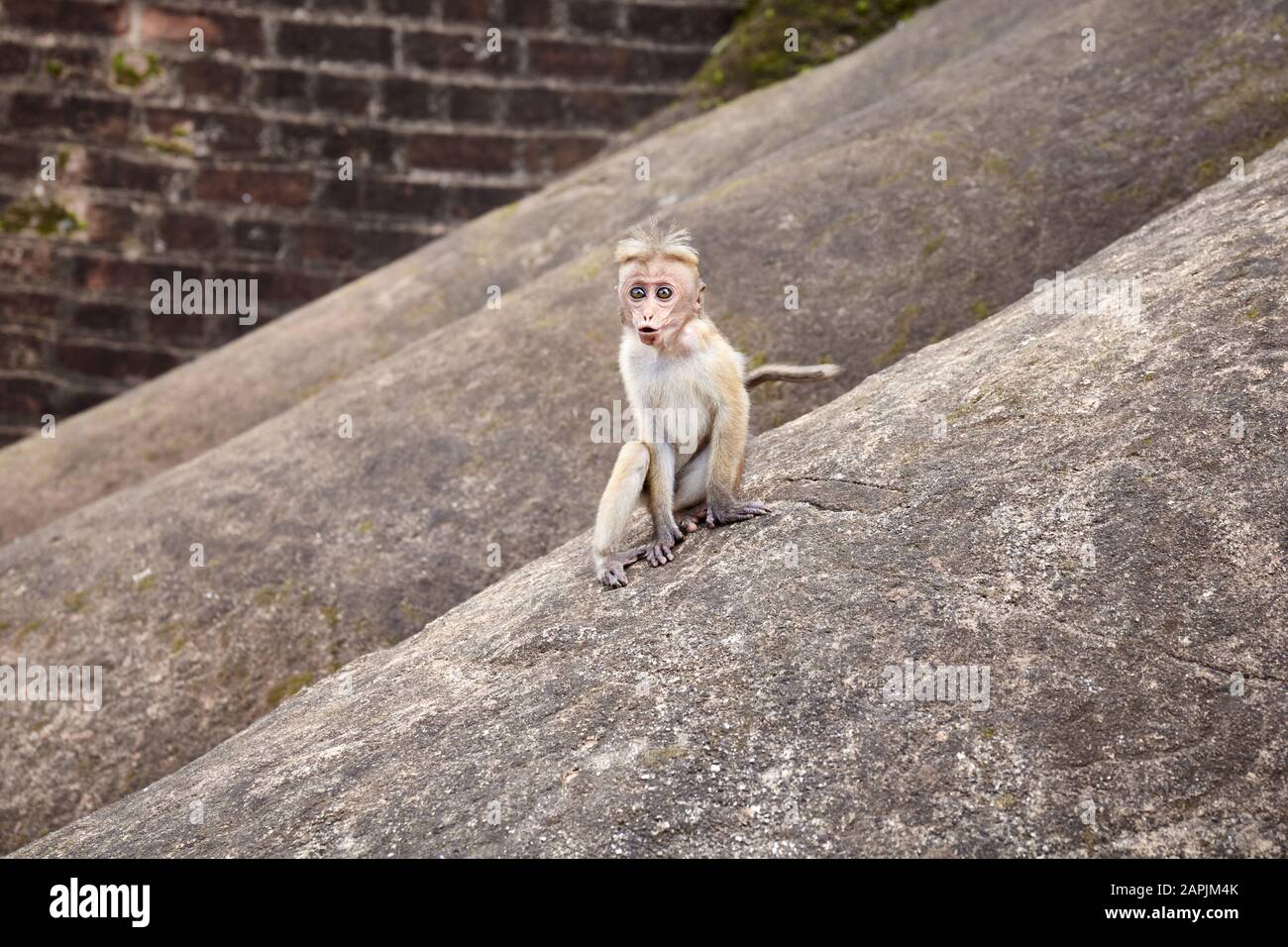 Young wild toque macaque hi-res stock photography and images - Alamy