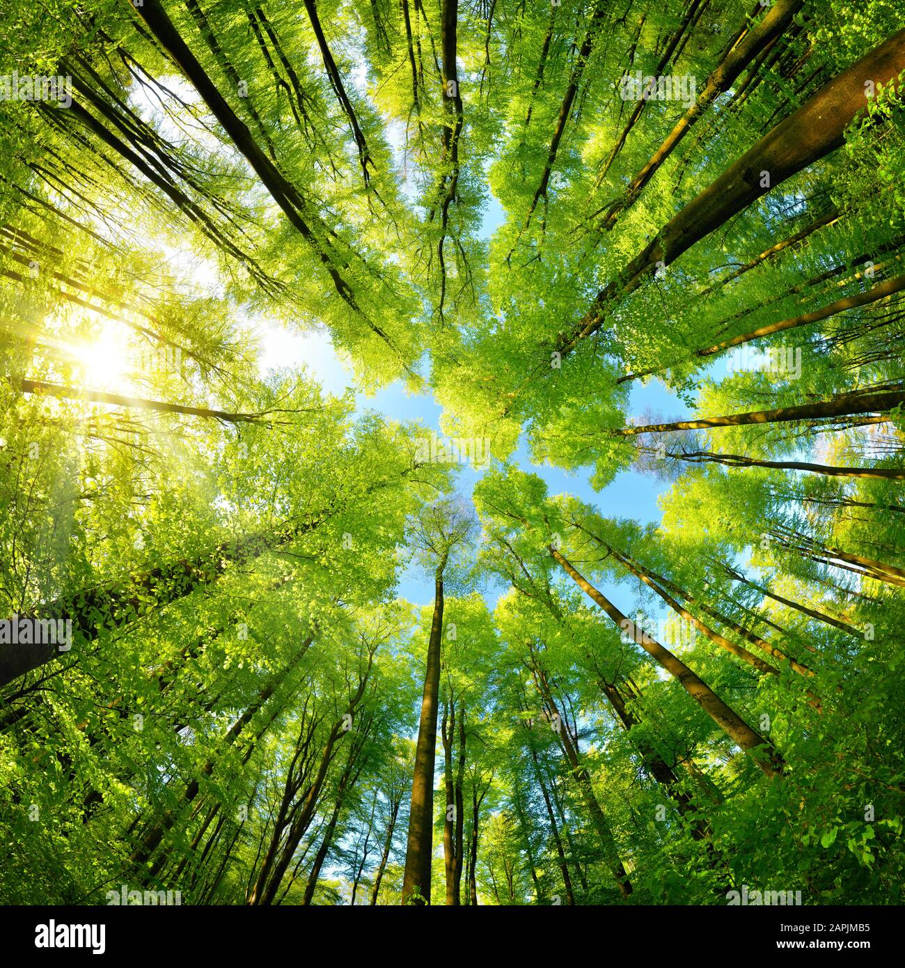 Spherical panorama in a forest, magnificent upwards view to the ...