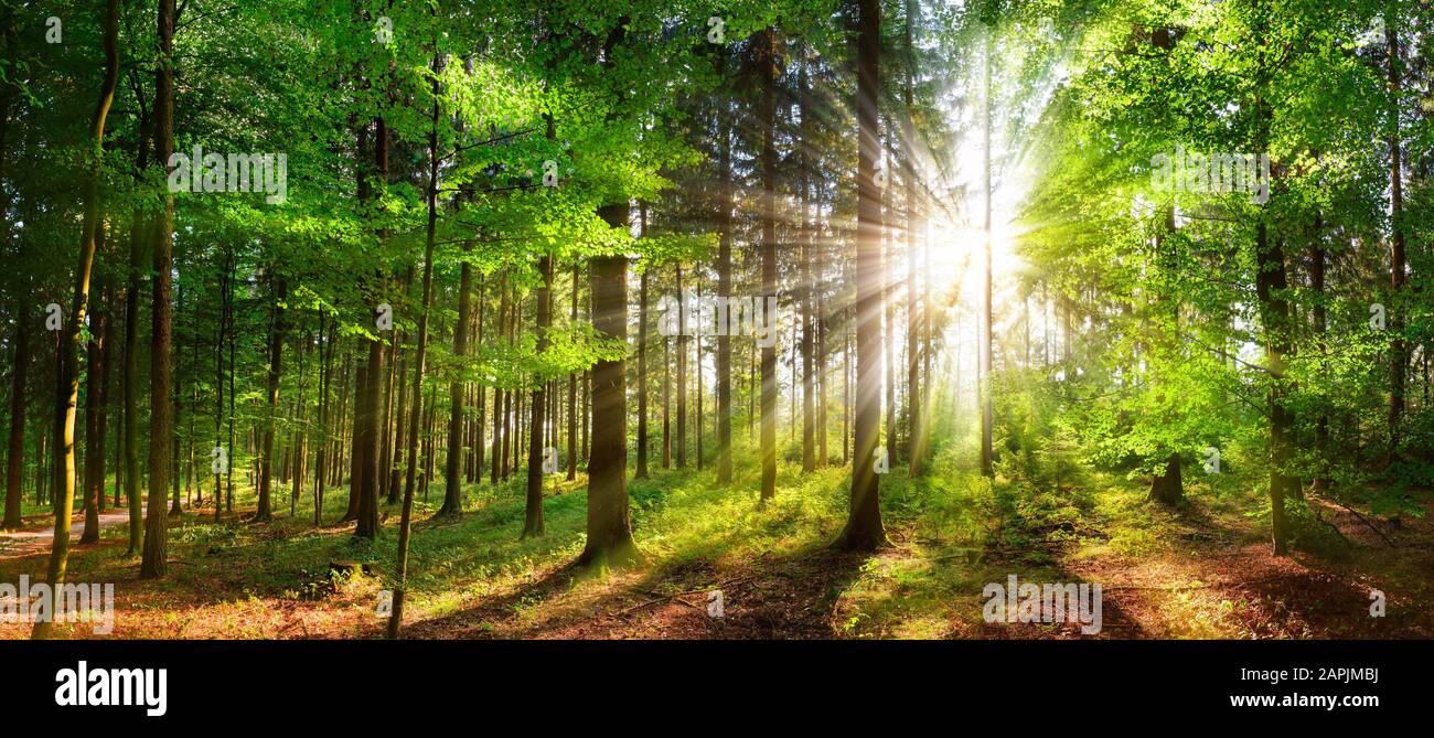 Panoramic landscape: beautiful rays of sunlight shining through green ...