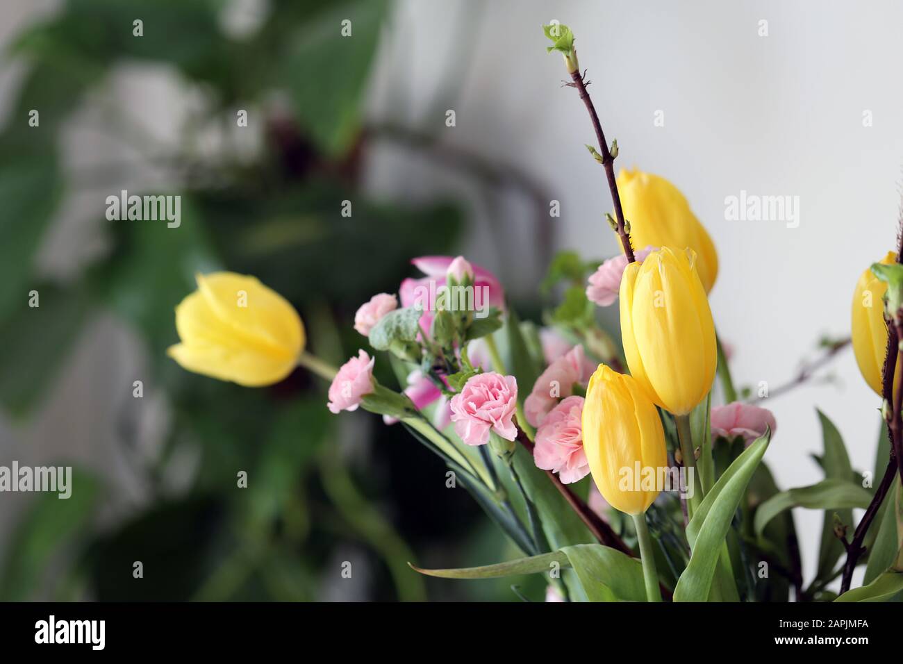 Contrast flower colors hi-res stock photography and images - Alamy