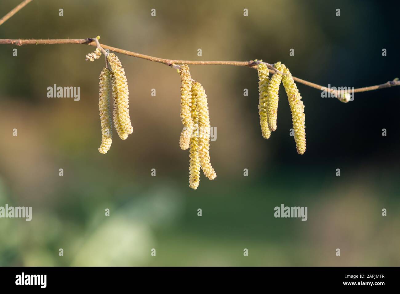 Mature male catkins on a Hazel tree (corylus avellana Stock Photo - Alamy