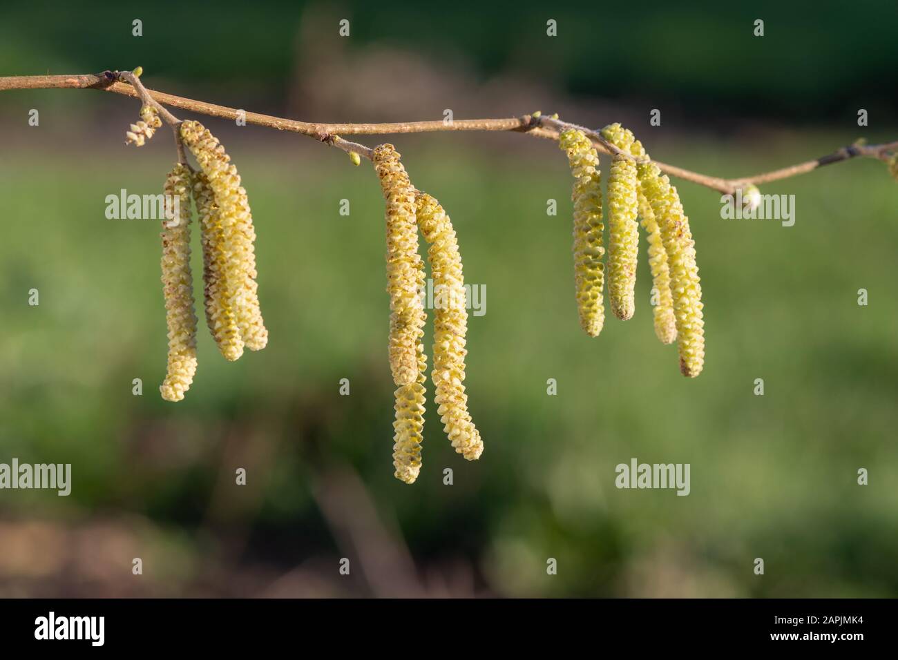 Mature male catkins on a Hazel tree (corylus avellana Stock Photo - Alamy