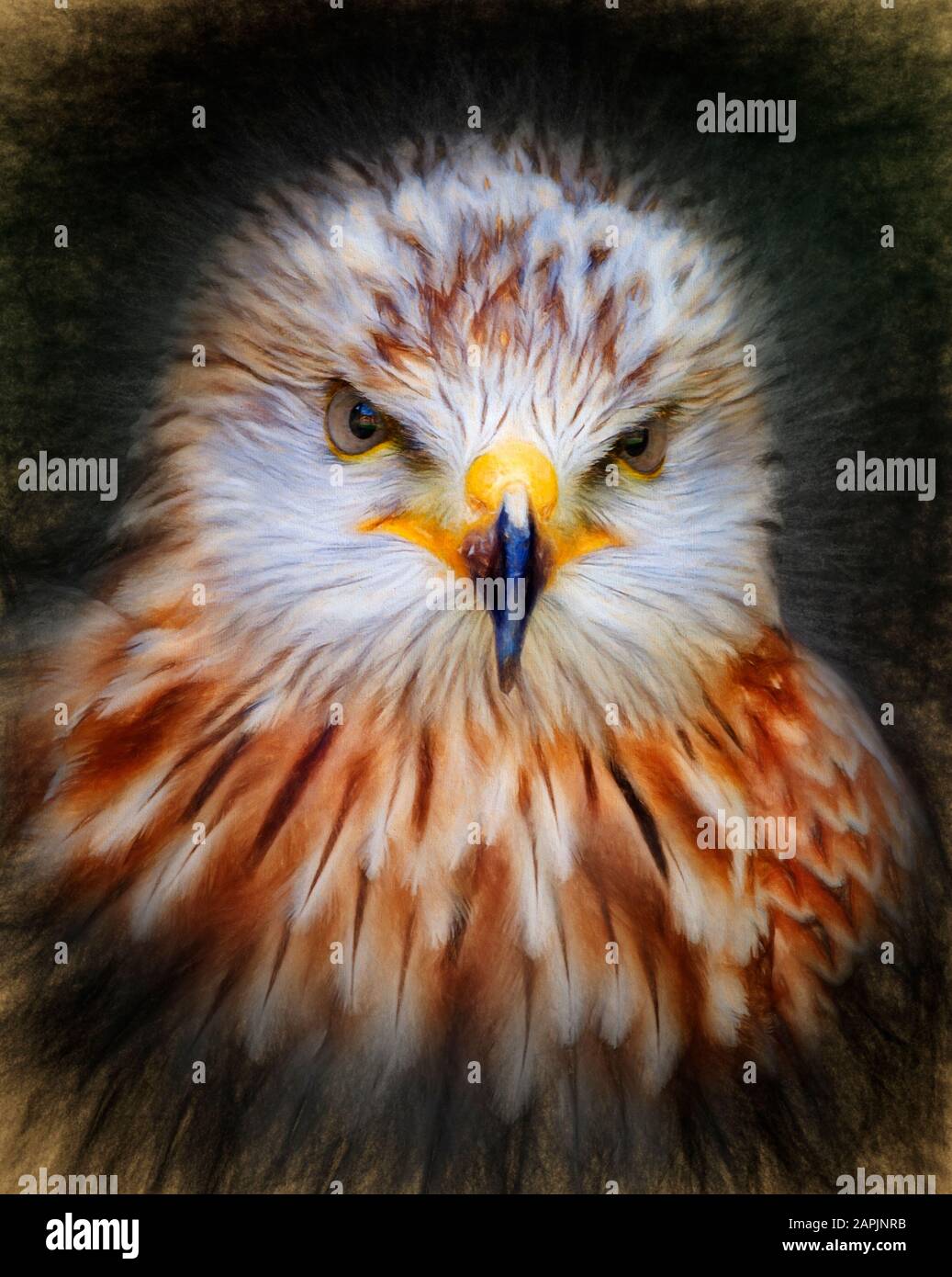 Angry bird red hi-res stock photography and images - Alamy