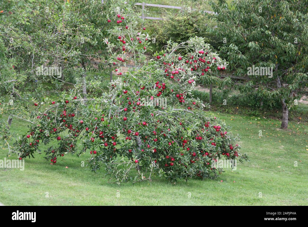 Apple apples uk english england tree hi-res stock photography and ...
