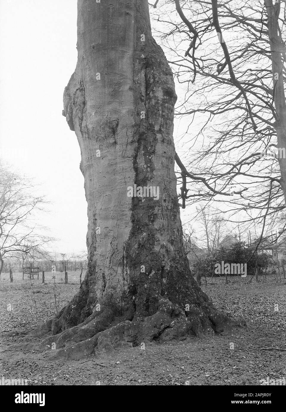 trees, estate, beech, pigeon cate Date: undated Location: Nijverdal ...