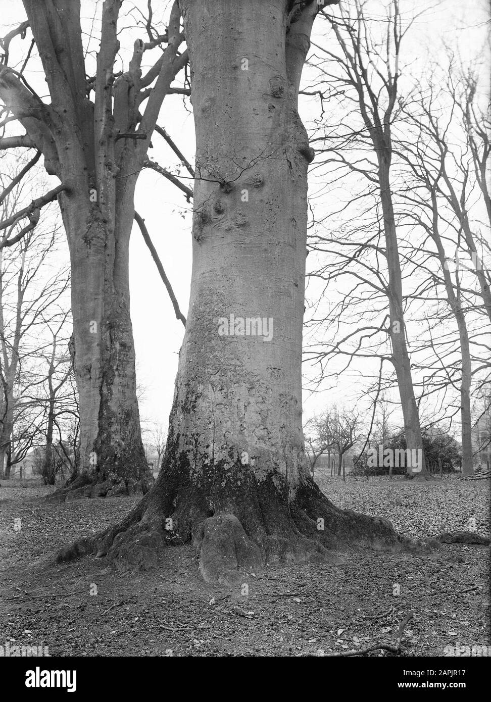 trees, estate, beech, pigeon cate Date: undated Location: Nijverdal ...