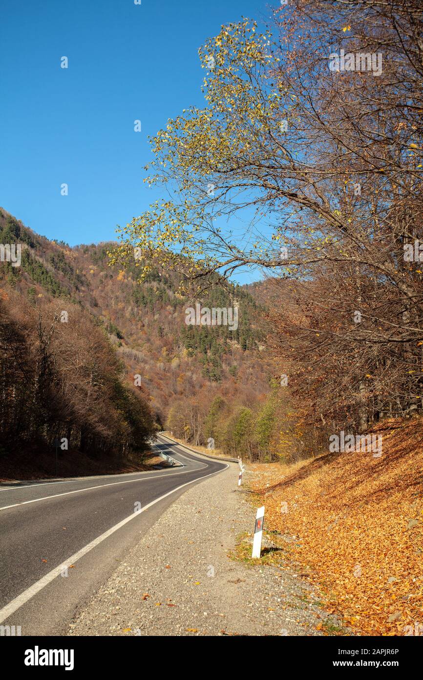 Forest rural empty road countryside hi-res stock photography and images ...