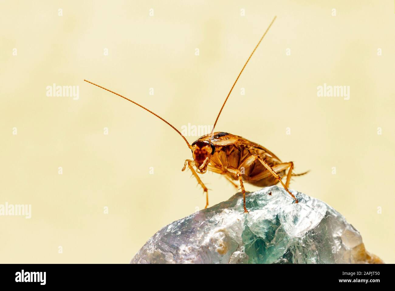 German cockroach kitchen hi-res stock photography and images - Alamy