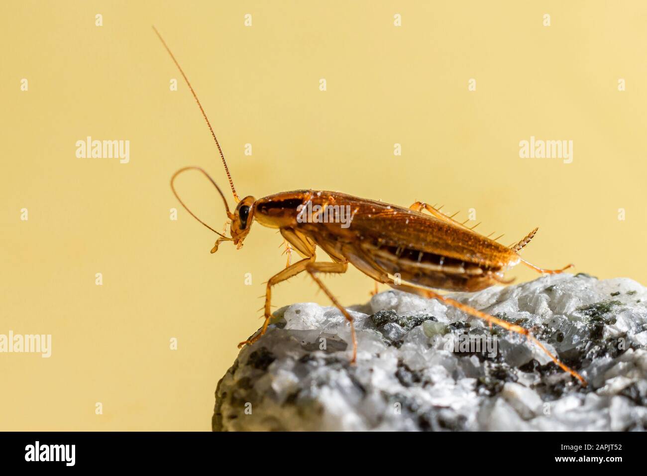 German cockroach (Blattella germanica Stock Photo - Alamy