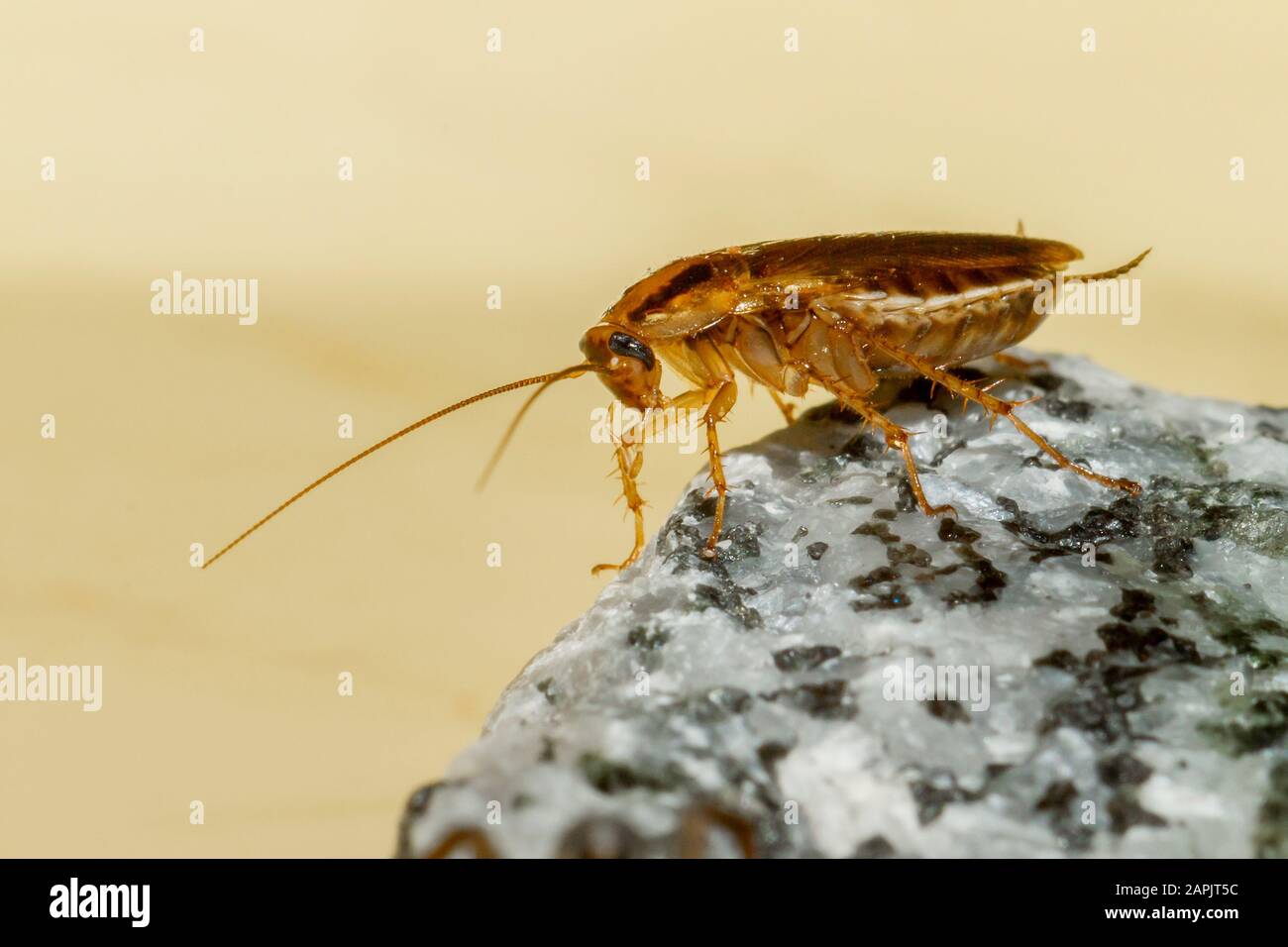 German cockroach kitchen hi-res stock photography and images - Alamy