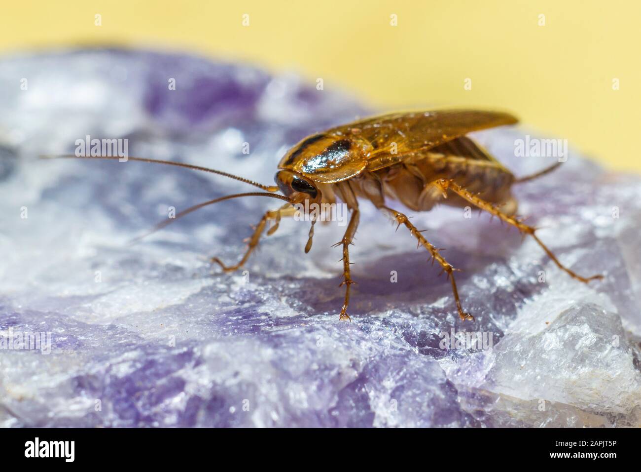 German cockroach kitchen hi-res stock photography and images - Alamy