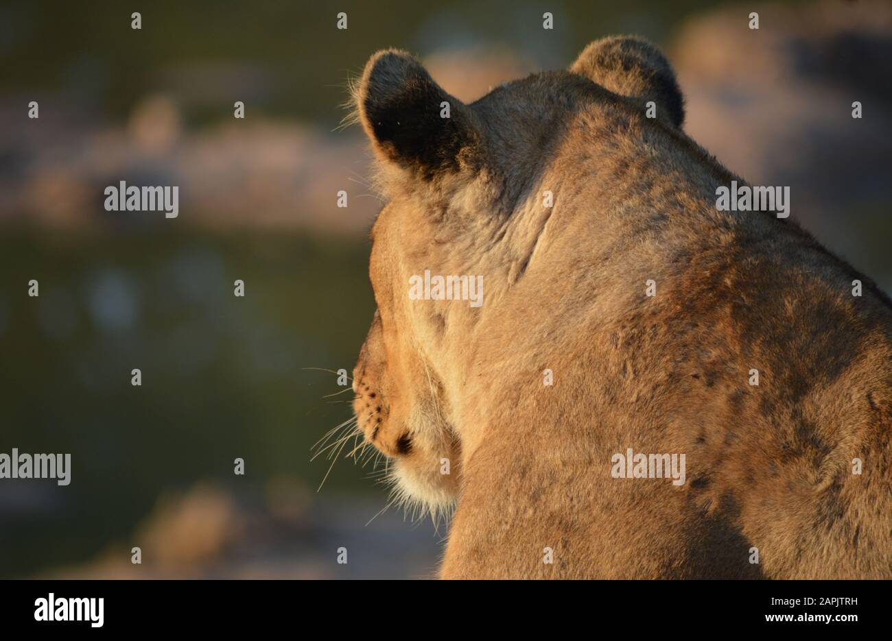 Back and side view ofd a Lioness's head Stock Photo - Alamy