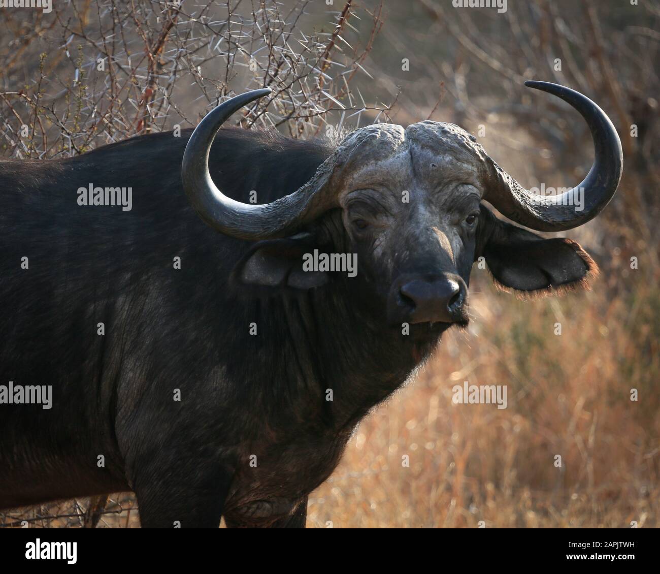 African buffalo headshot hi-res stock photography and images - Alamy