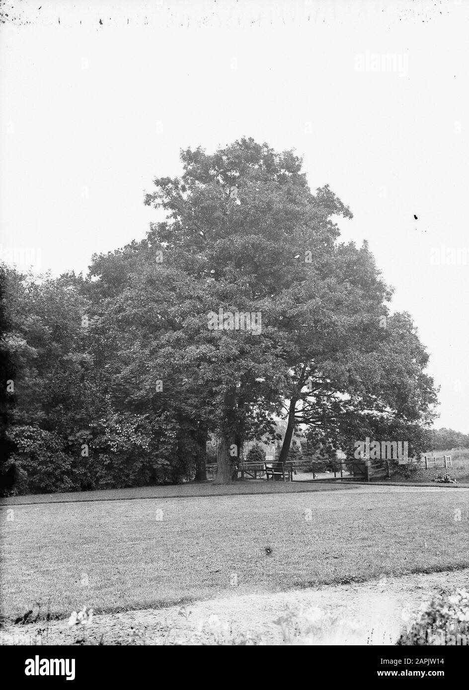 trees, moseik, quercus cerris Date: undated Keywords: trees Personname ...