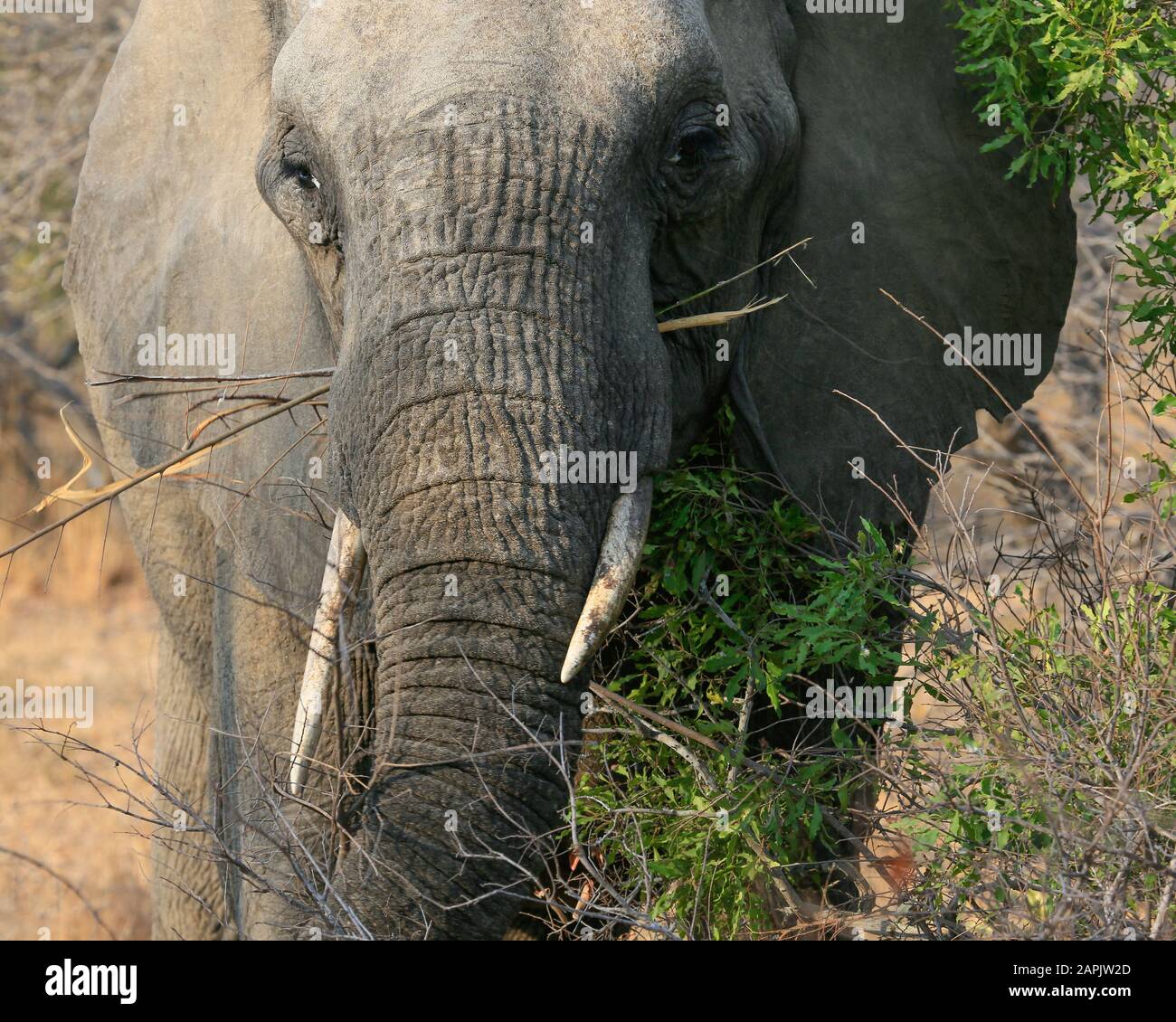 An elephant is stripping the bark off branches by rolling the branches ...